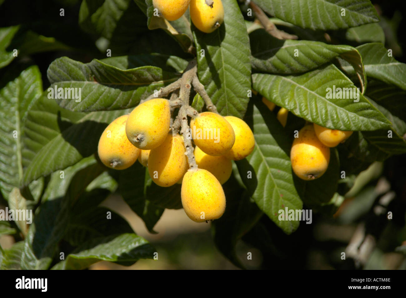 Yellow fruits of Mespilus germanica with green leaves Island of Rhodes ...