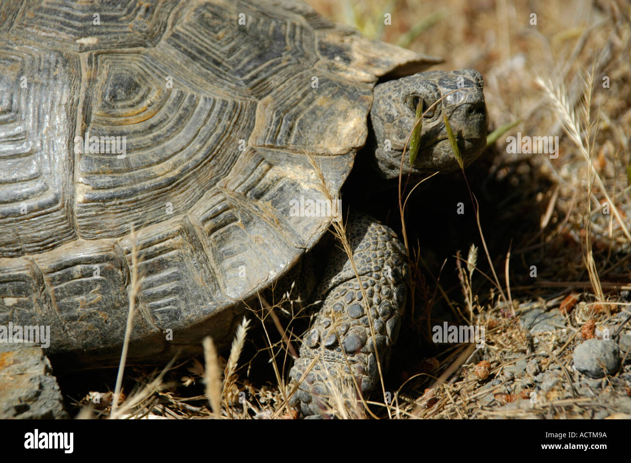 Greek land turtle Island of Kos Greece Stock Photo - Alamy