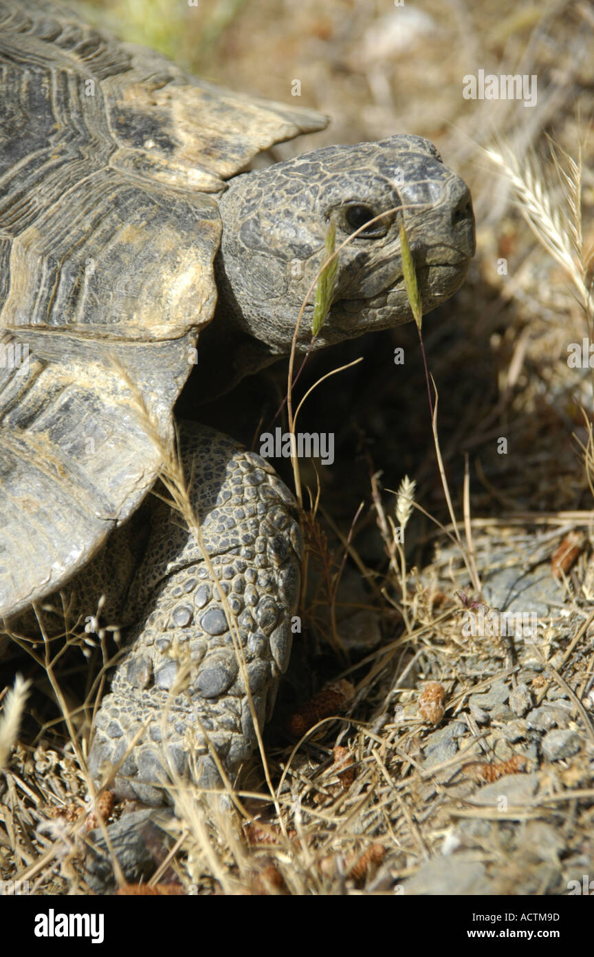 Greek land turtle Island of Kos Greece Stock Photo - Alamy