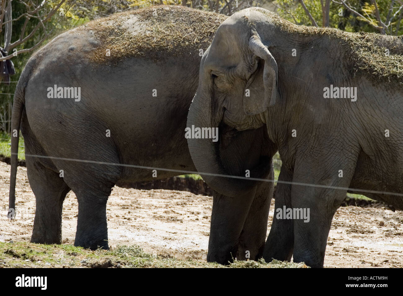two Elephants behind a line rope in a mexican zoo Stock Photo - Alamy
