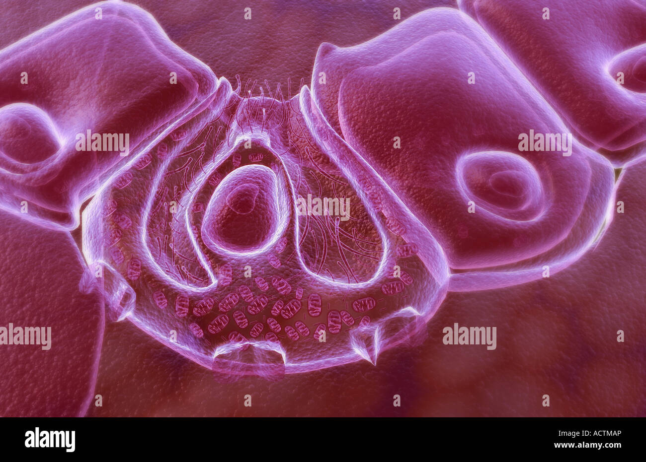 Parietal cells hi-res stock photography and images - Alamy