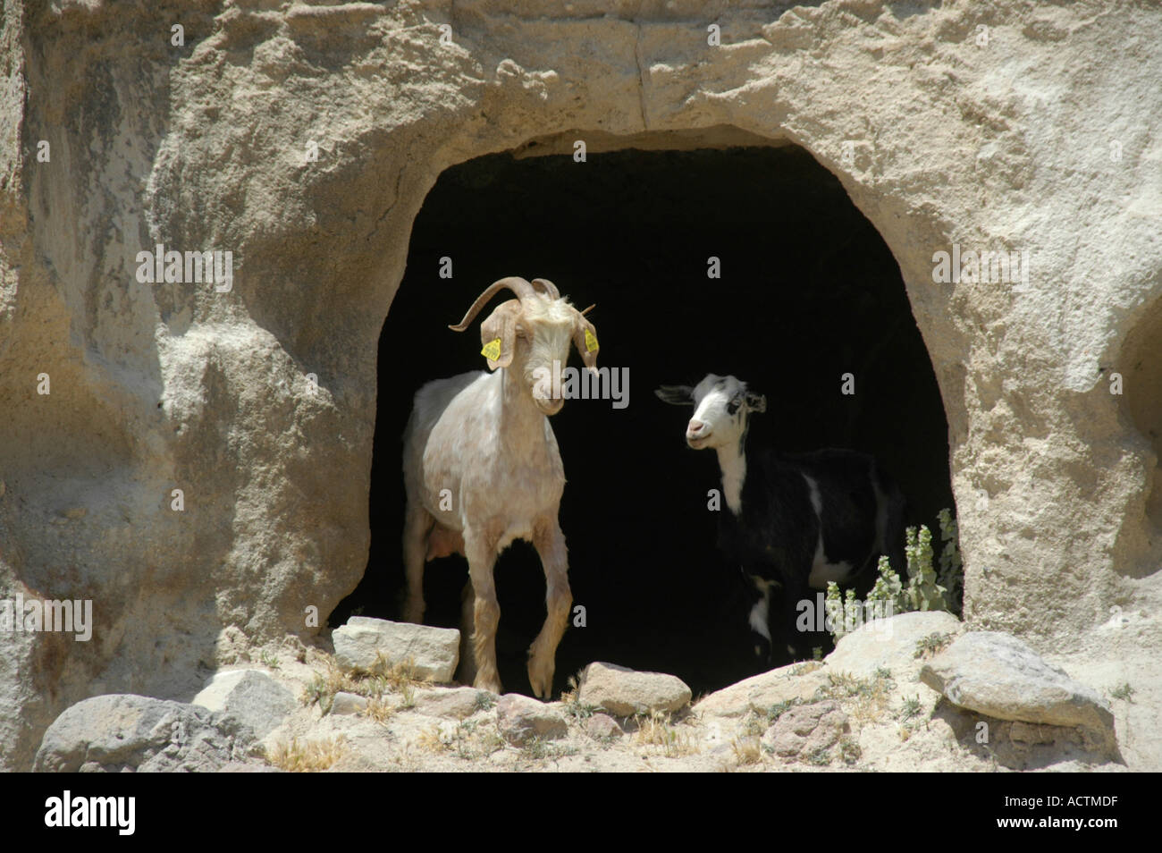 Two goats at the entrance of their cave near Kefalos Island of Kos ...