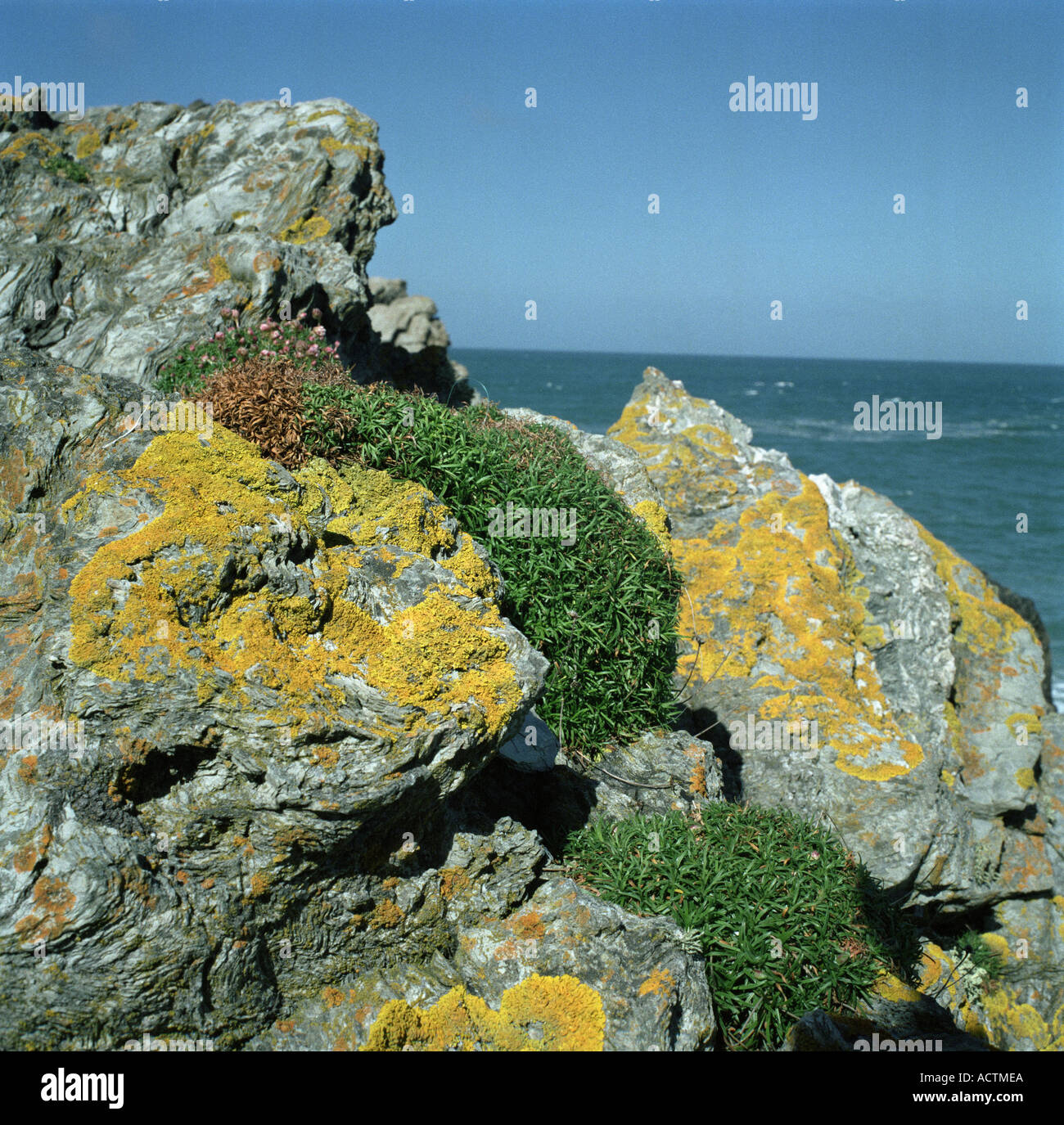 Close up of rocks on the Cornish coastal path in Newquay, Cornwall ...