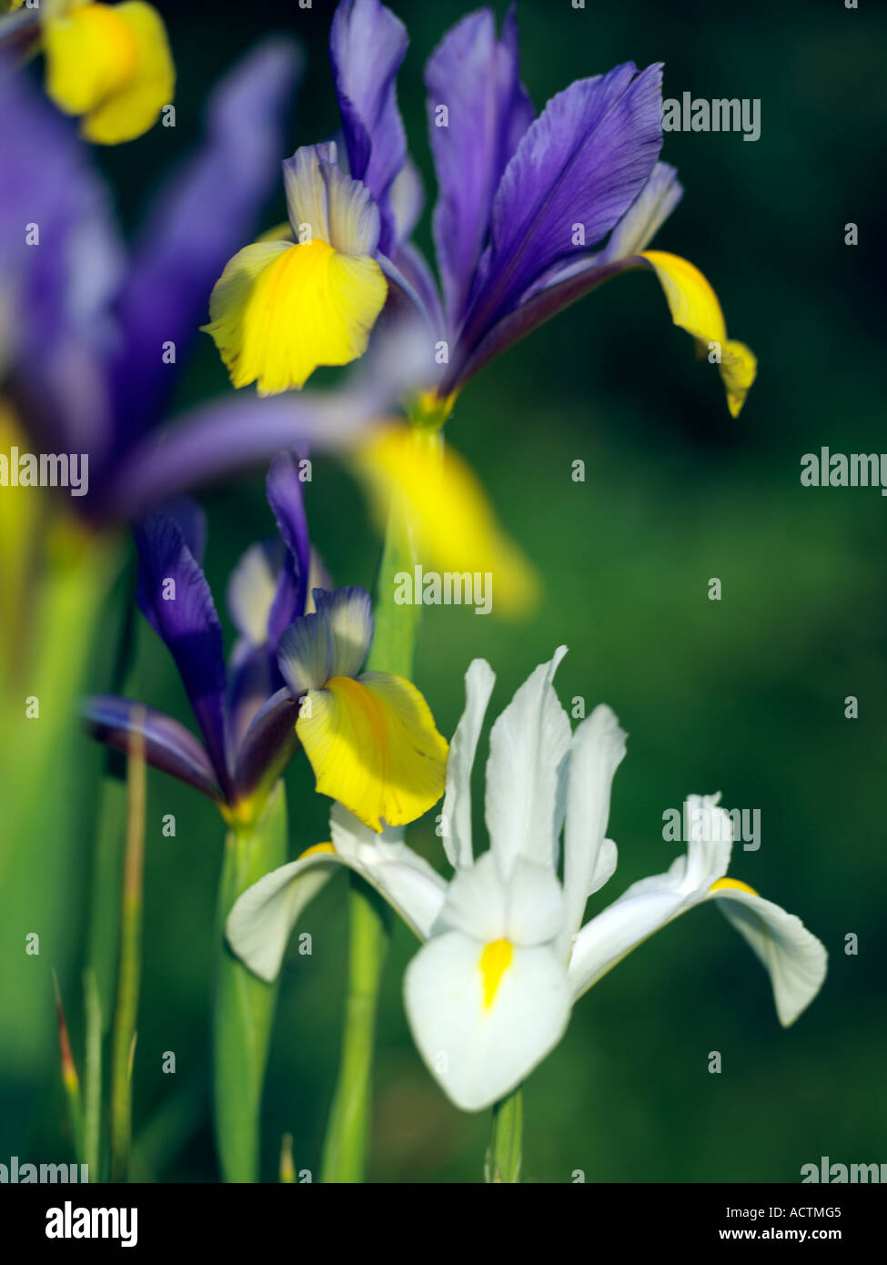 Dutch irises hi-res stock photography and images - Alamy