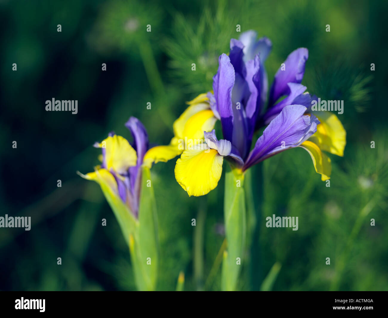 Iris mist hi-res stock photography and images - Alamy