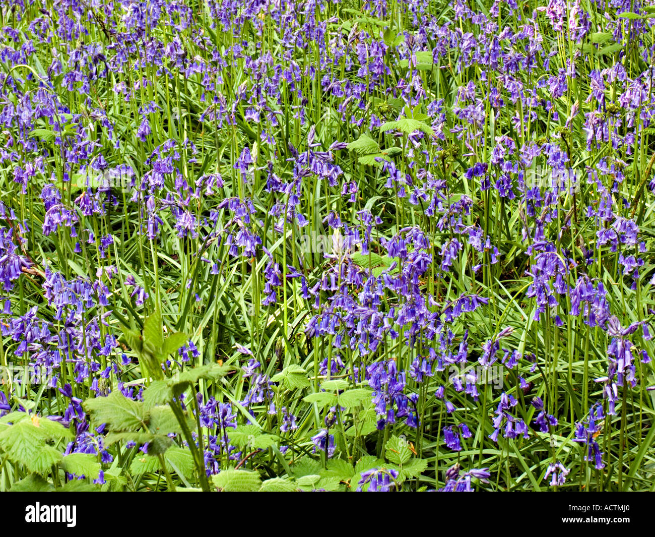 A sea of English bluebells. Devon. UK Stock Photo - Alamy