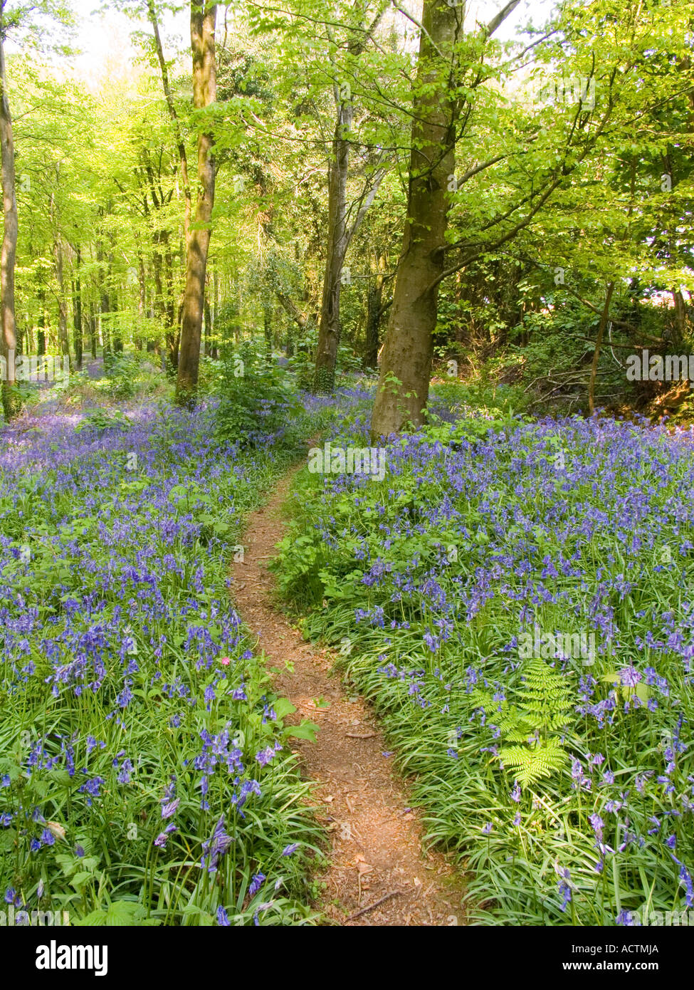 English bluebells in a Beech tree wood. Devon. UK Stock Photo - Alamy