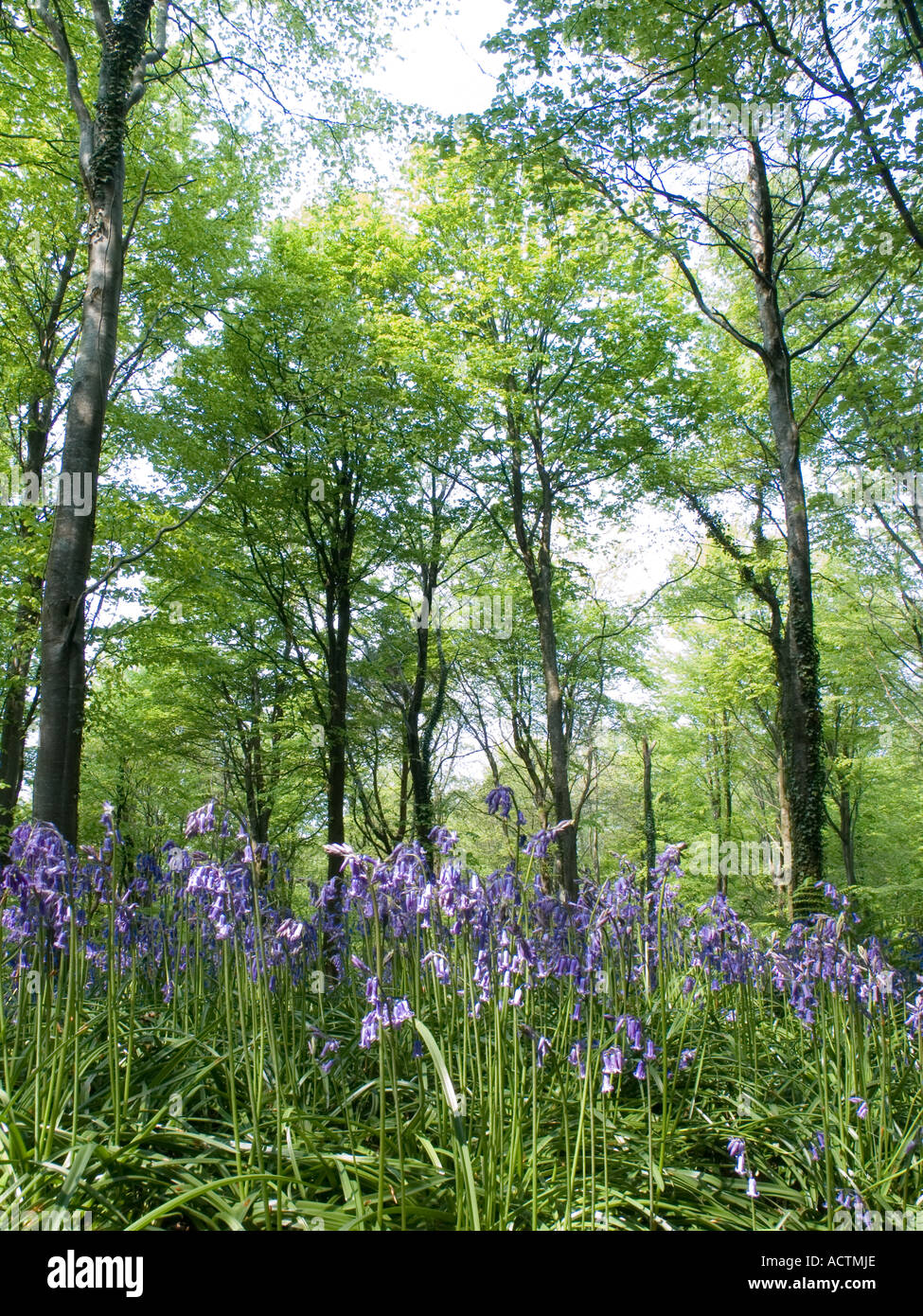 English bluebells in a Beech tree wood. Devon. UK Stock Photo - Alamy