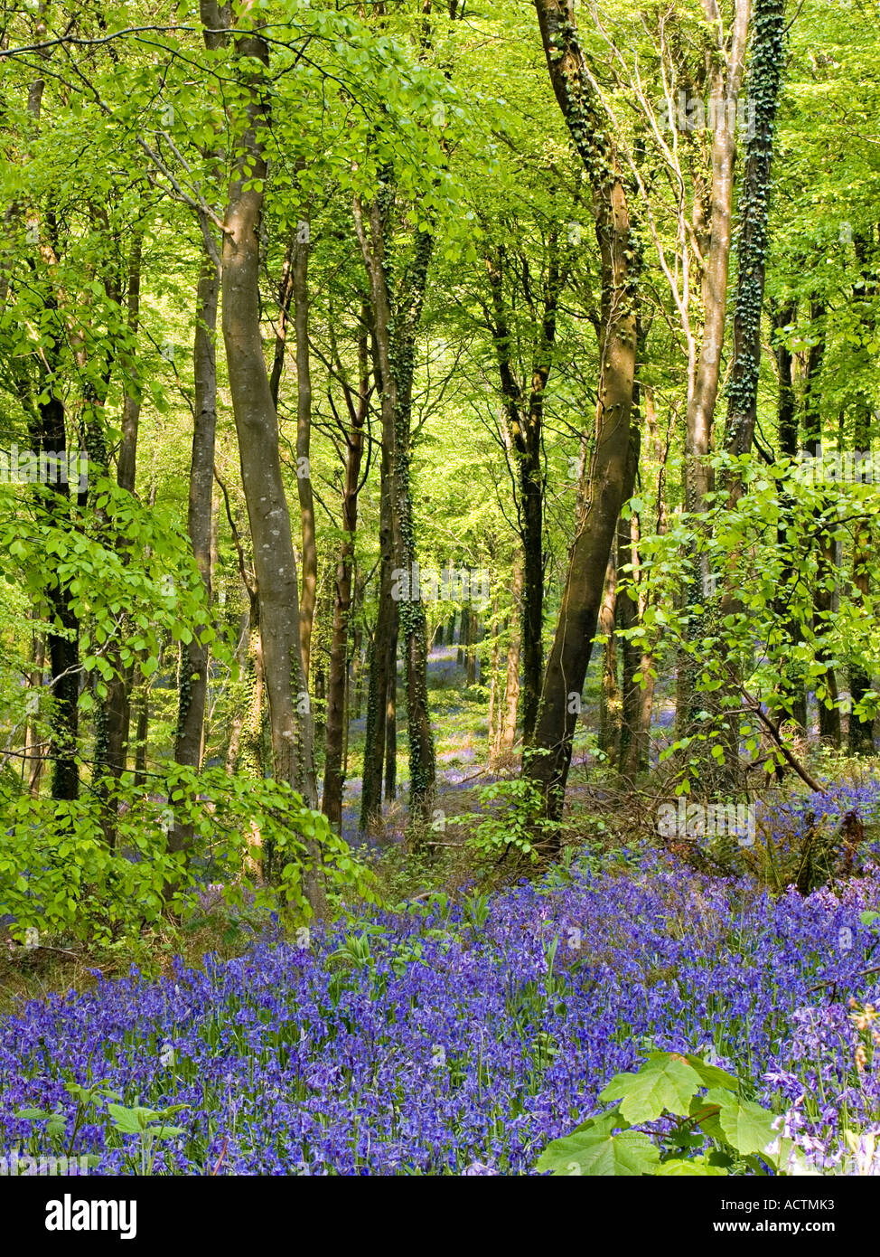 English bluebells in a Beech tree wood. Devon. UK Stock Photo - Alamy