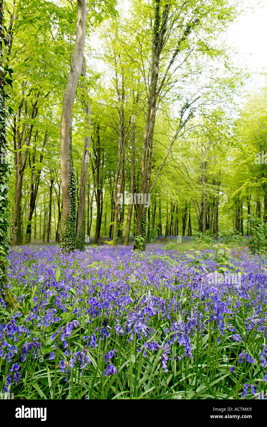 English bluebells in a Beech tree wood. Devon. UK Stock Photo - Alamy