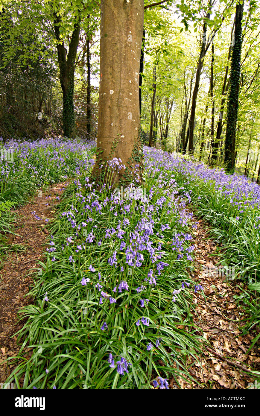 English bluebells in a Beech tree wood. Devon. UK Stock Photo - Alamy