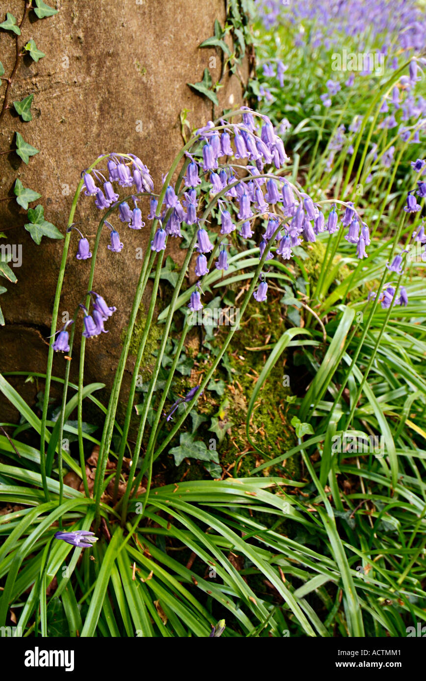 Close-up of English bluebells in a wood. Devon. UK Stock Photo - Alamy