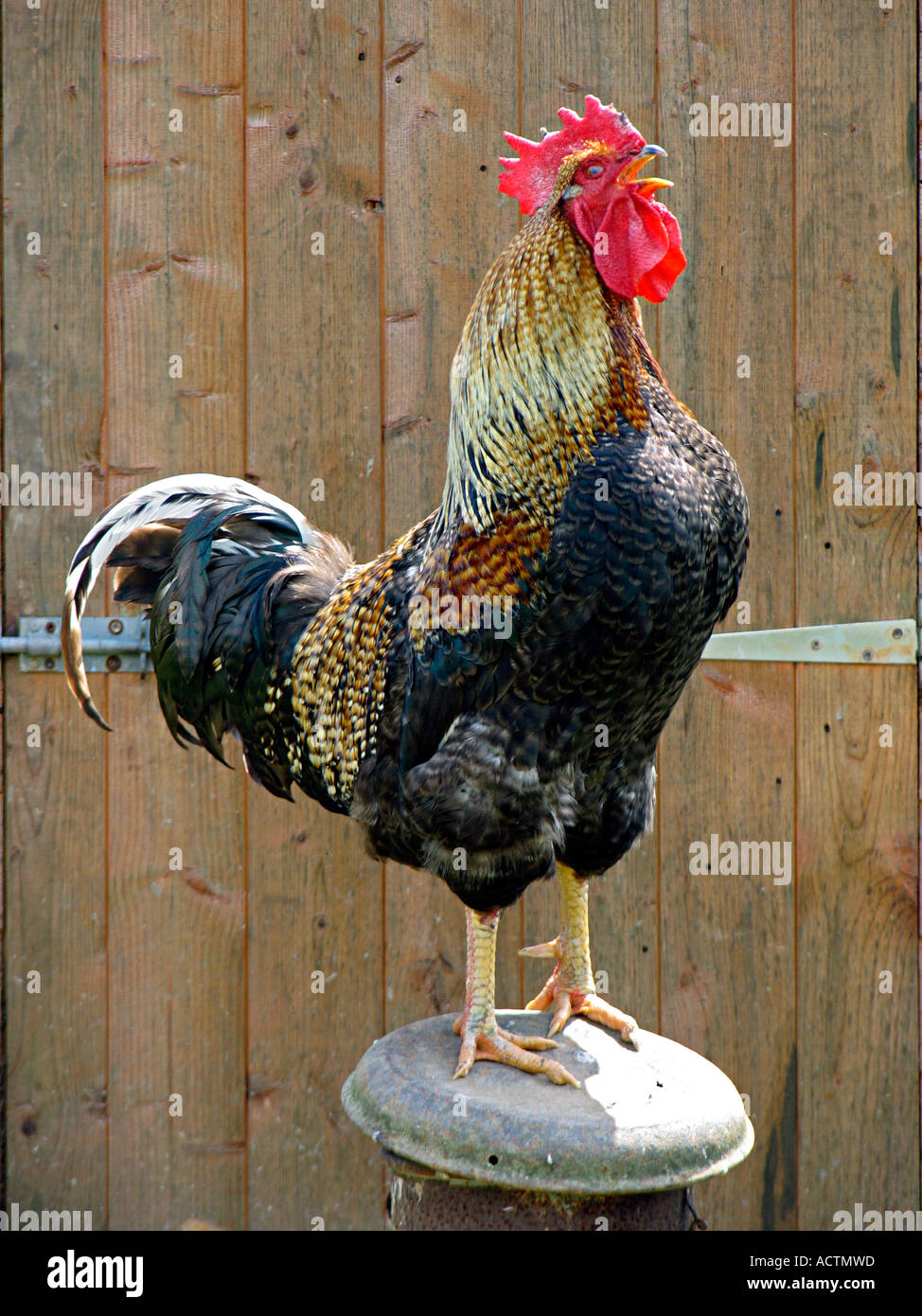 Crowing cockerel standing on a milkchurn. Devon. UK Stock Photo - Alamy