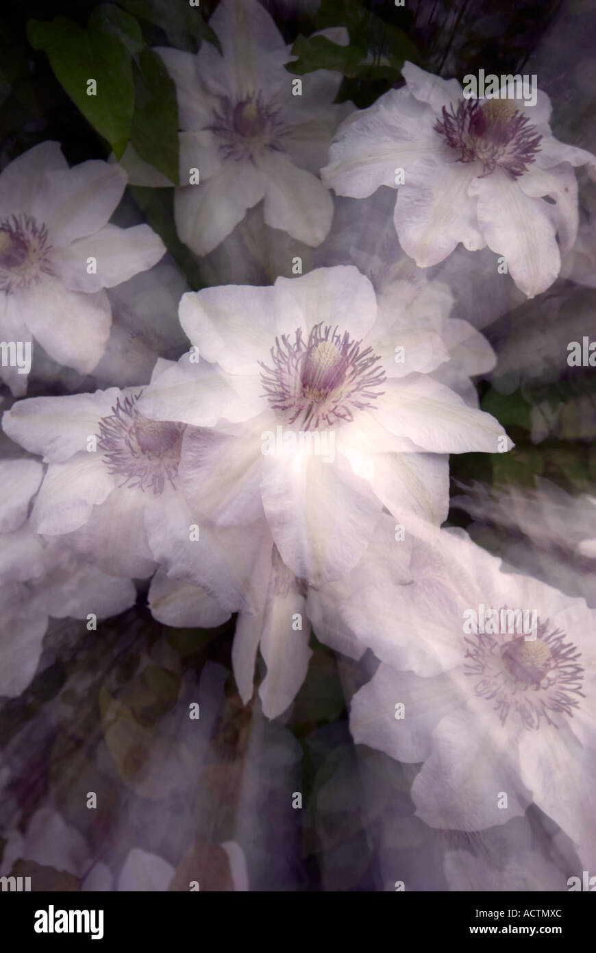 Miss bateman flower hi-res stock photography and images - Alamy