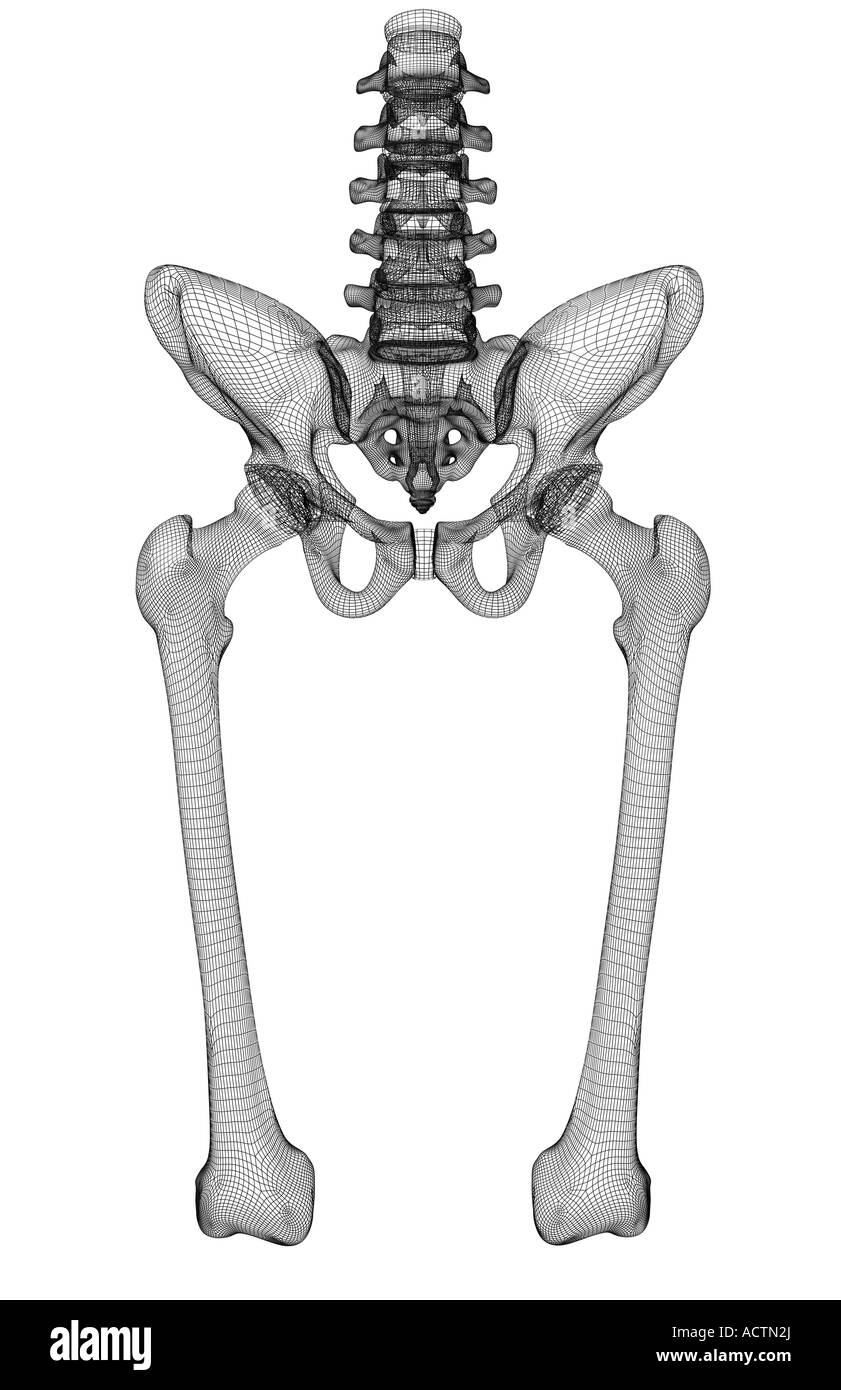 The pelvis and the femur Stock Photo - Alamy