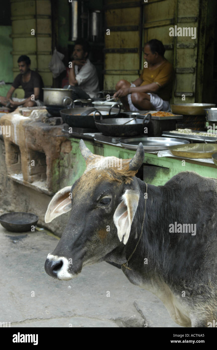 Head of a holy cow and food stand in the background Pushkar Rajasthan ...