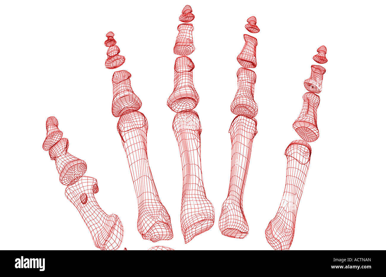 Proximal phalanges of hand hi-res stock photography and images - Alamy
