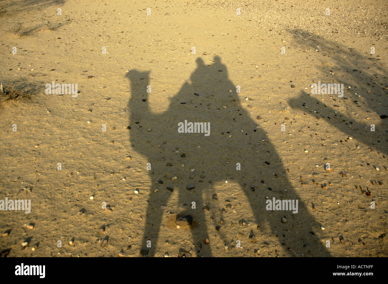 Camel trekking shadow of a camel with two riders in the sand of Thar ...