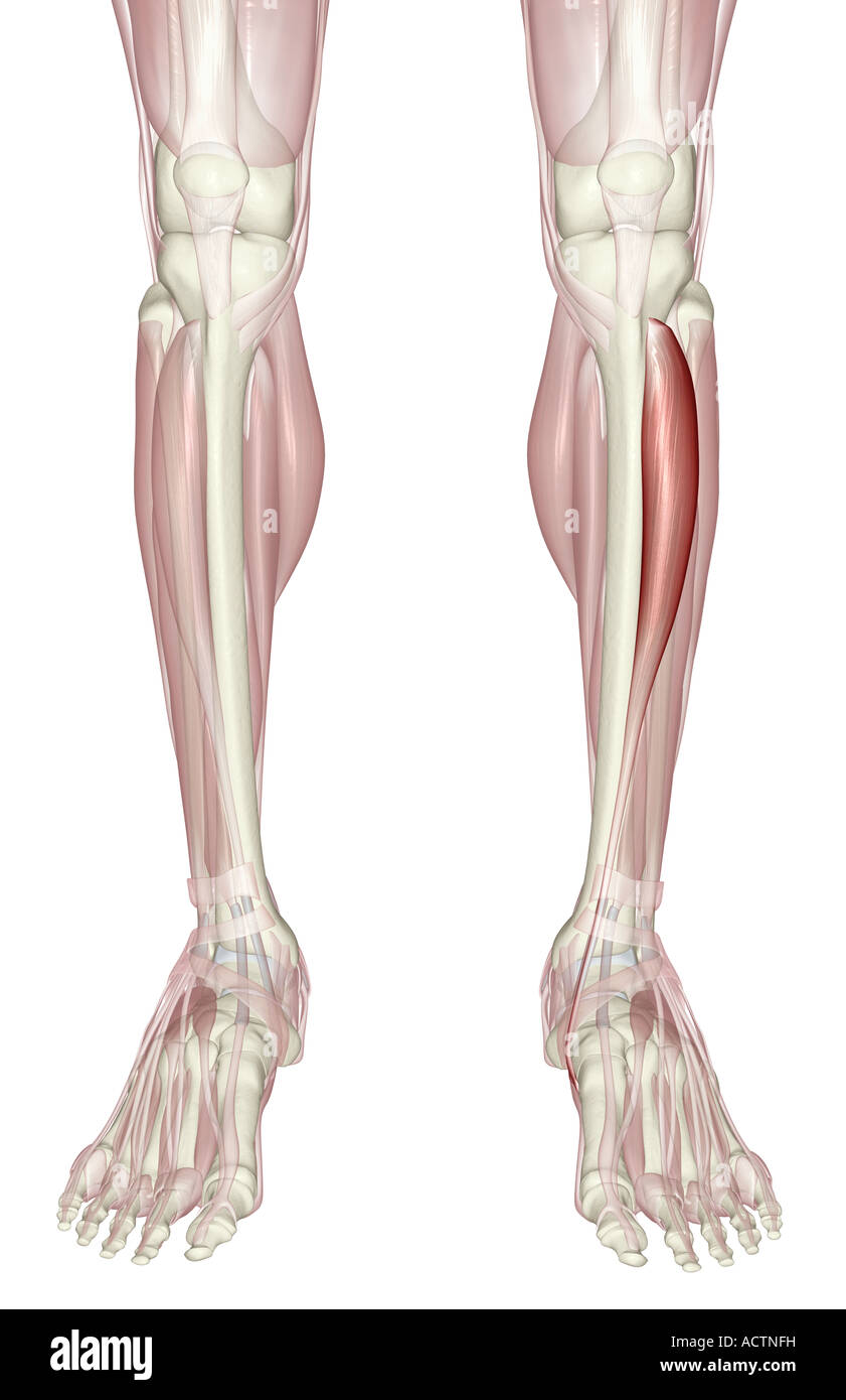 Tibialis anterior muscle hi-res stock photography and images - Alamy