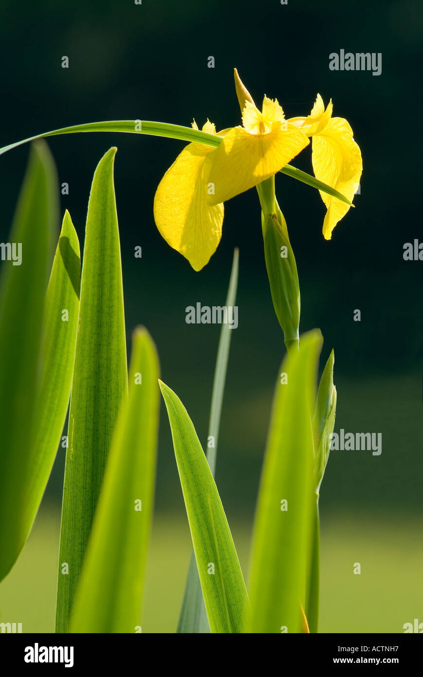 Flag iris leaves hi-res stock photography and images - Alamy
