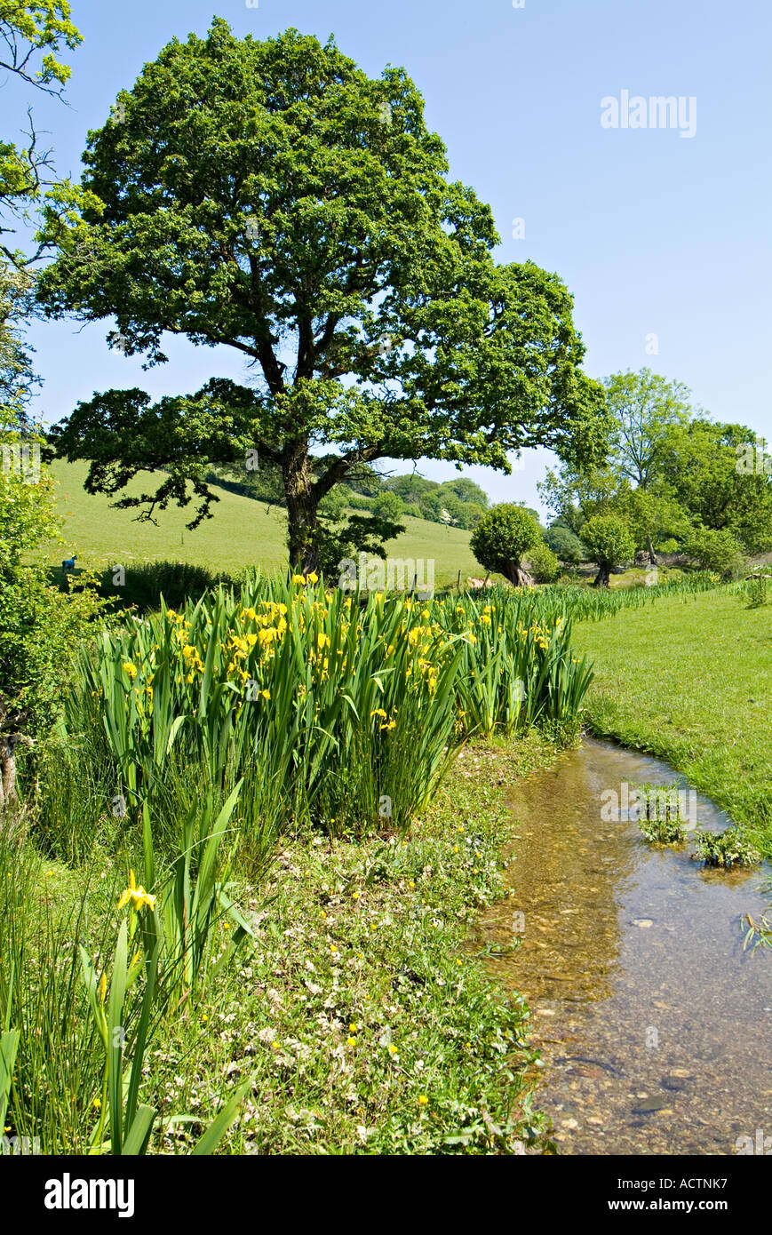 Typical devon landscape hi-res stock photography and images - Alamy