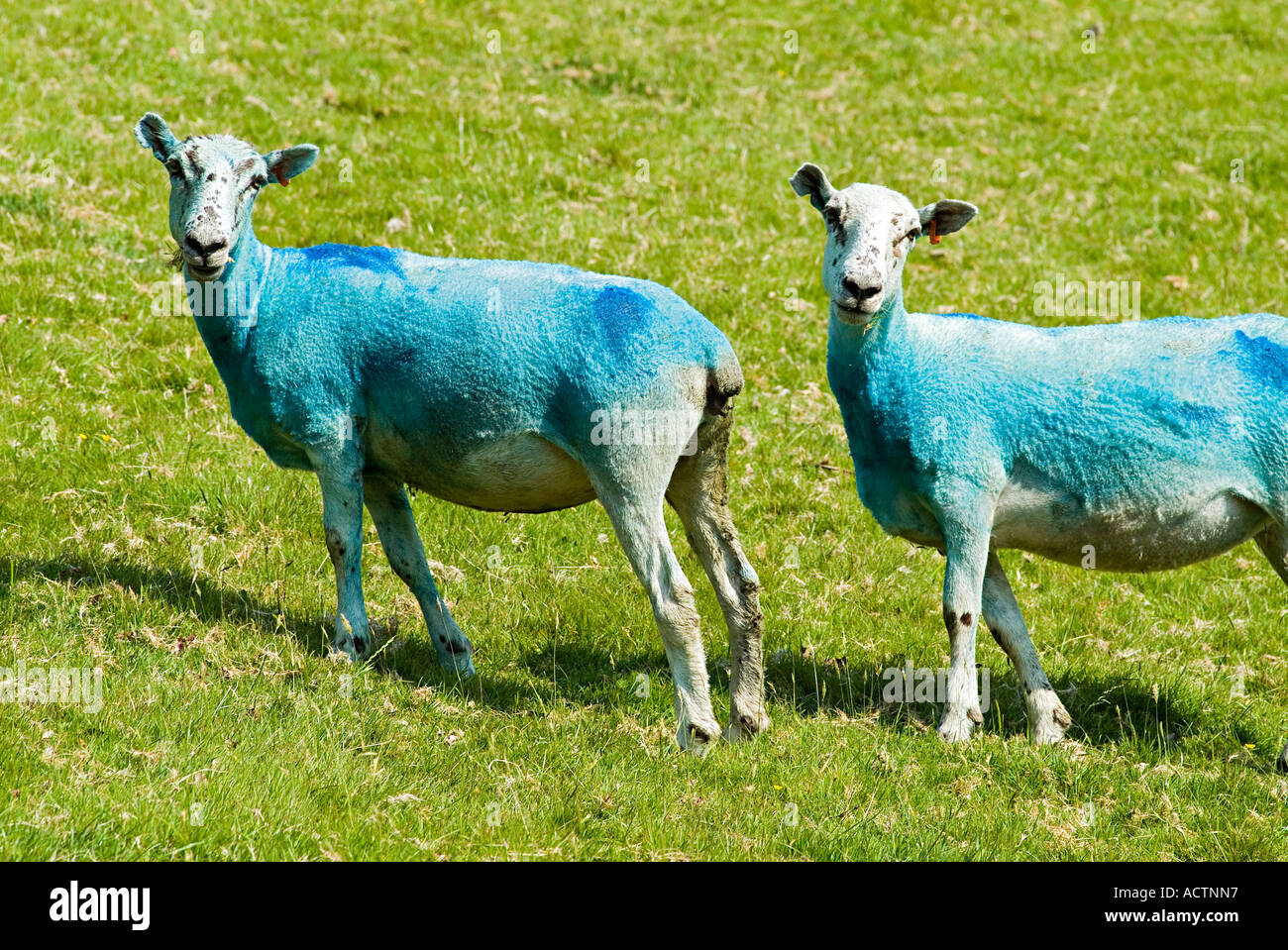 Sheep covered in blue pour-on insecticide for the prevention and ...