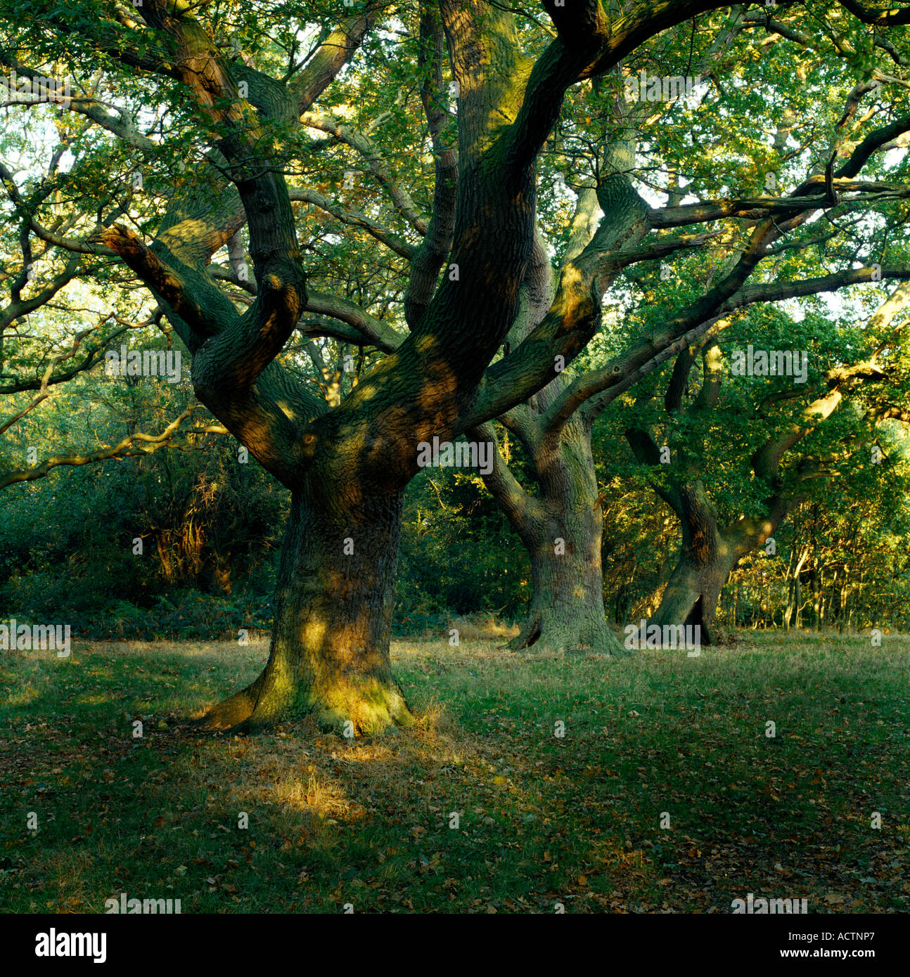 Oak trees britain hi-res stock photography and images - Alamy