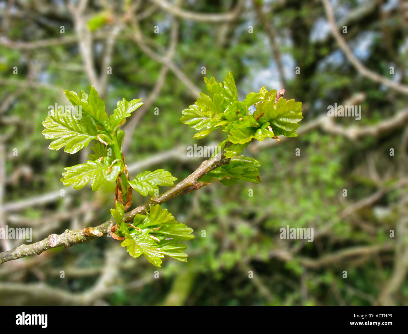 English oak leaves hi-res stock photography and images - Alamy