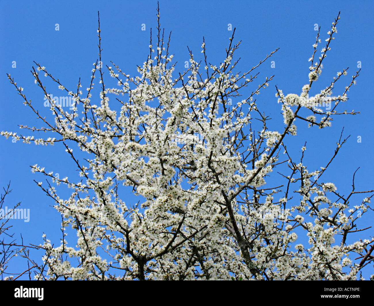 Blackthorn tree hi-res stock photography and images - Alamy