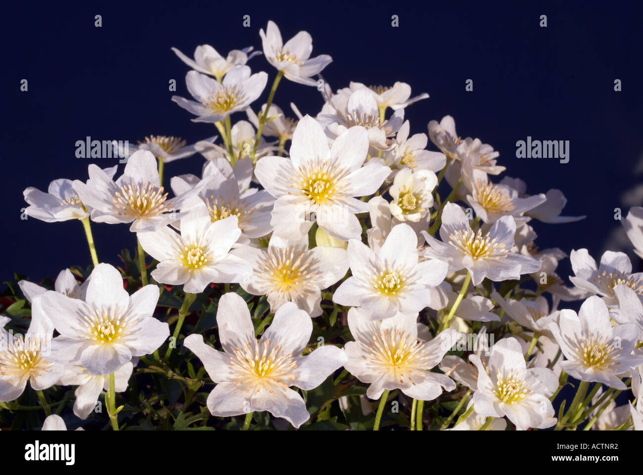 Cartmanii Joe white trailing clematis closeup Stock Photo - Alamy