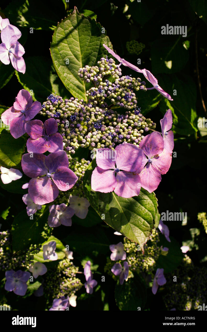 Lacecap hydrangea flower and leaves hi-res stock photography and images ...