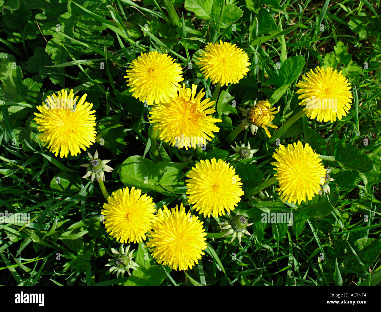 Devon spring wildflowers hi-res stock photography and images - Alamy