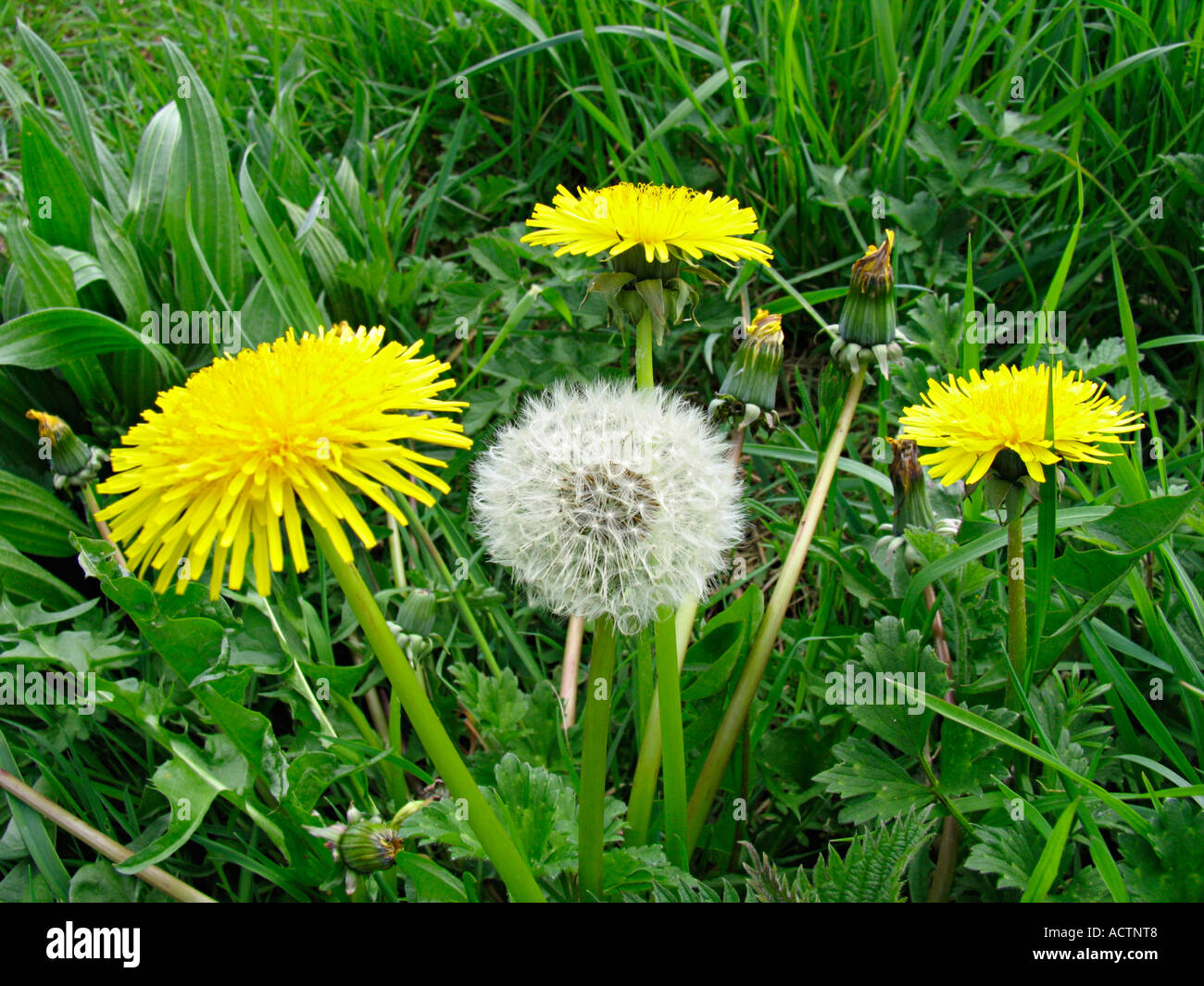 Devon spring wildflowers hi-res stock photography and images - Alamy