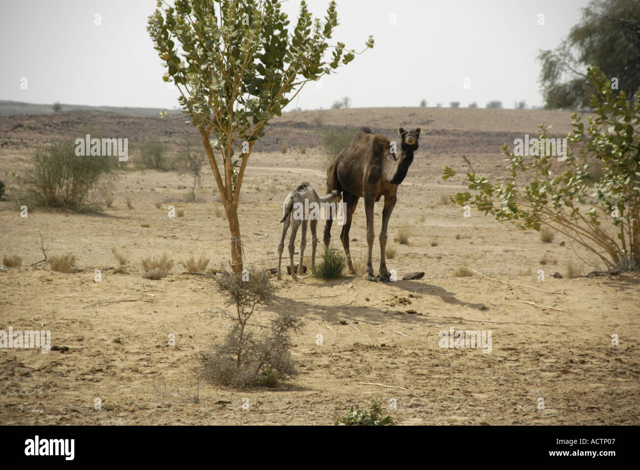 Thar Desert Plants And Animals