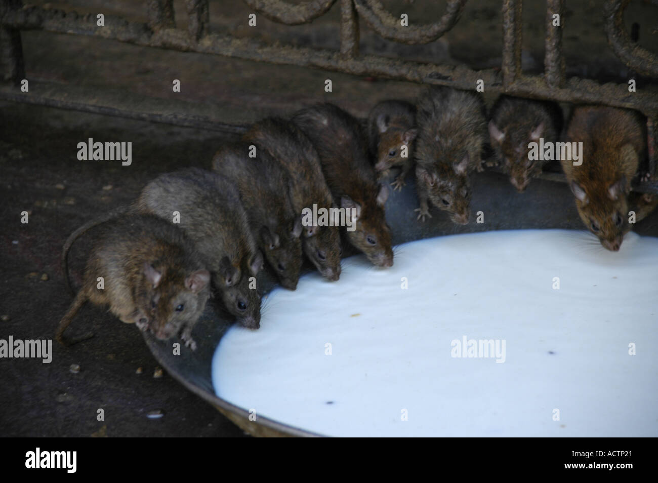 Mouse drinking milk hi-res stock photography and images - Alamy