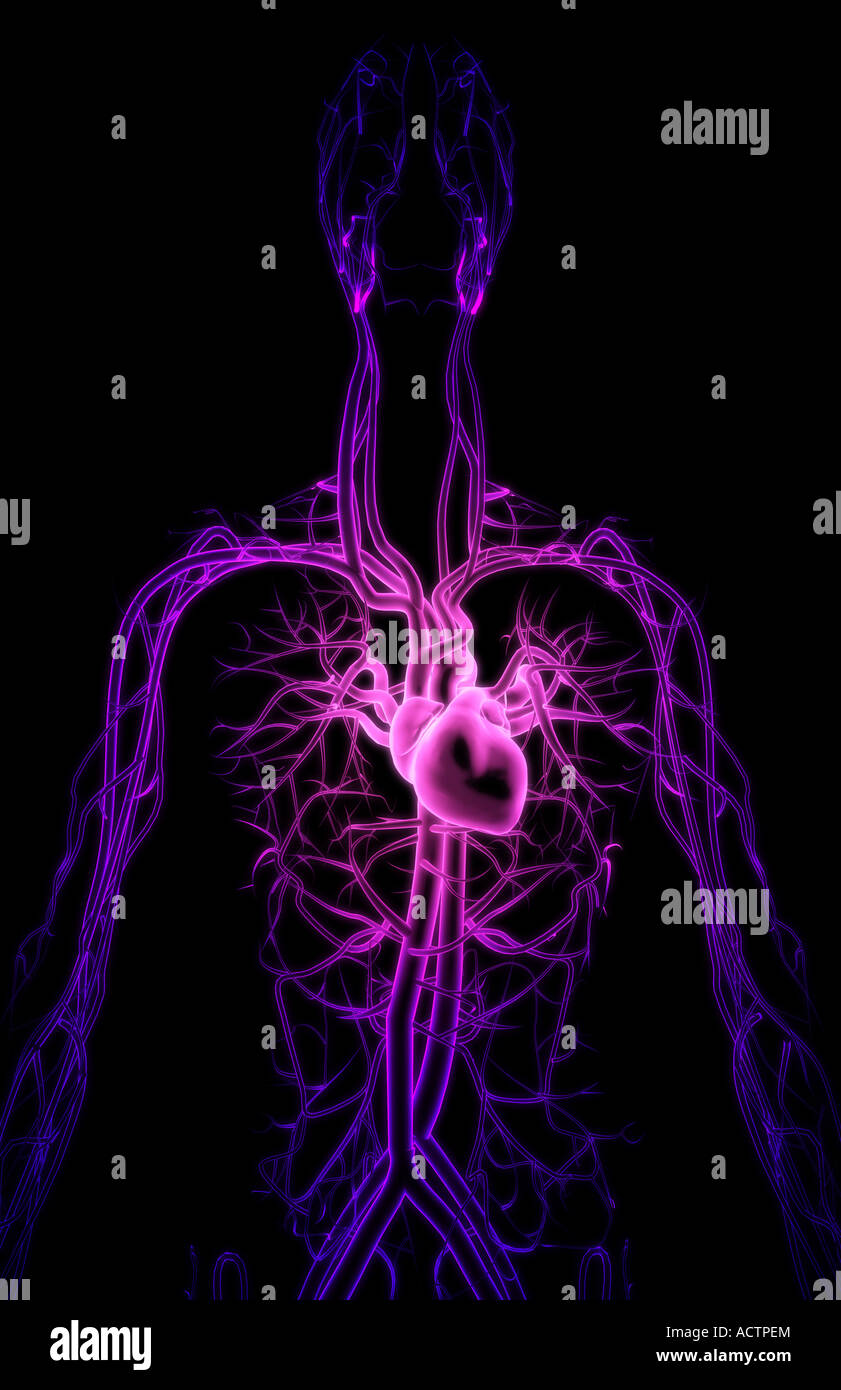 The cardiovascular system Stock Photo - Alamy