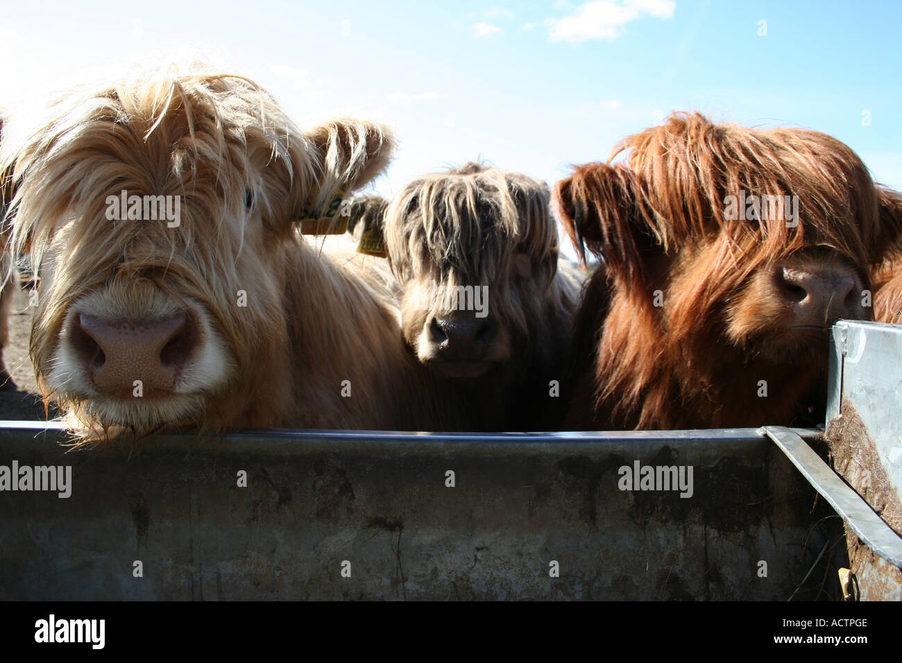 Highland Cows Drinking High Resolution Stock Photography and Images - Alamy