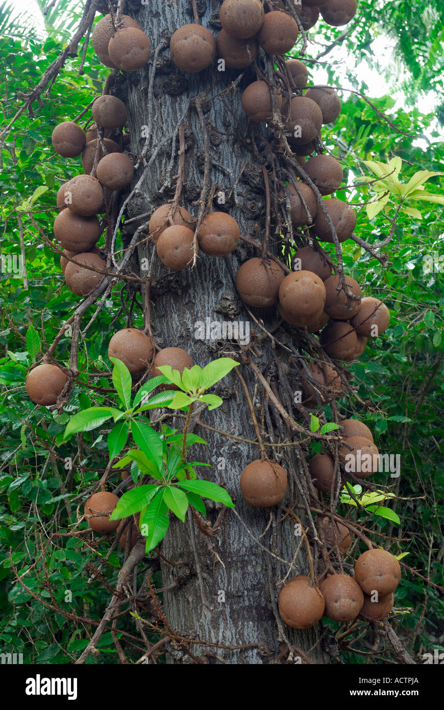 Cannonball tree with heavy fruit ready to drop Foster Botanical Garden ...