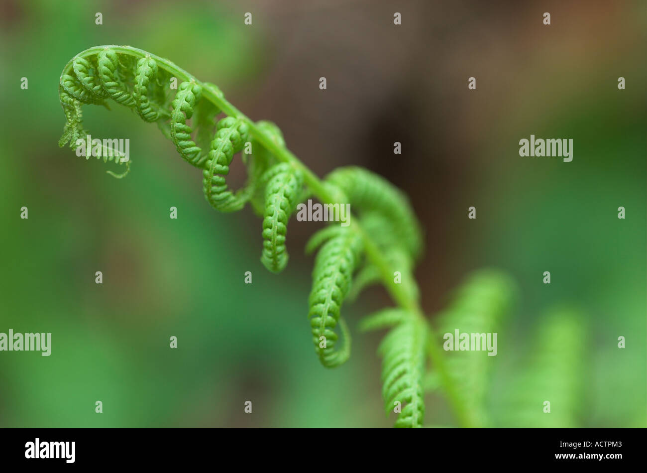 Curled bud hi-res stock photography and images - Alamy