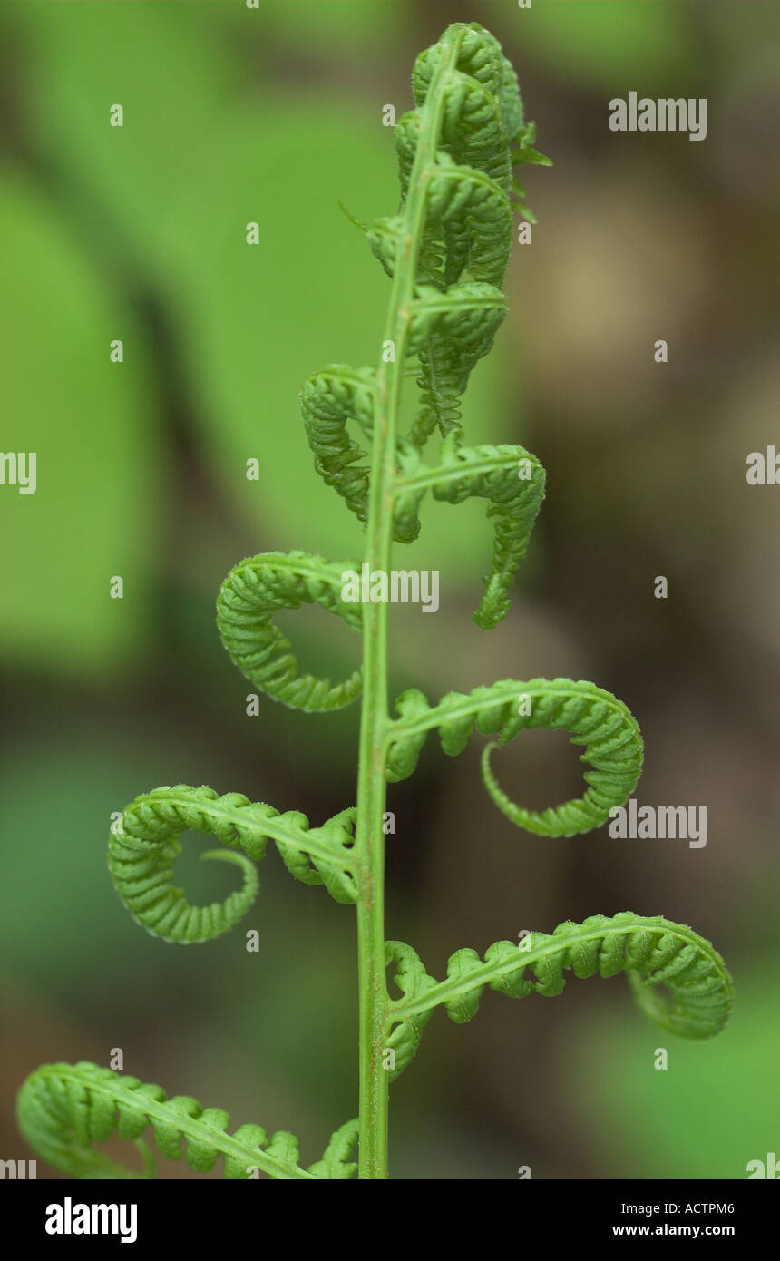 Curled bud hi-res stock photography and images - Alamy