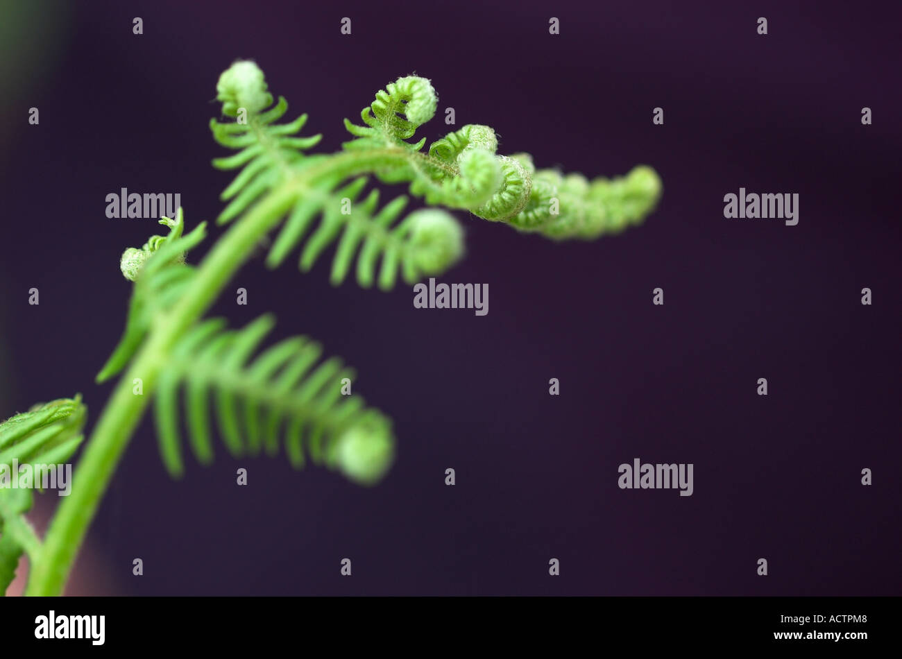 Curled stem hi-res stock photography and images - Alamy