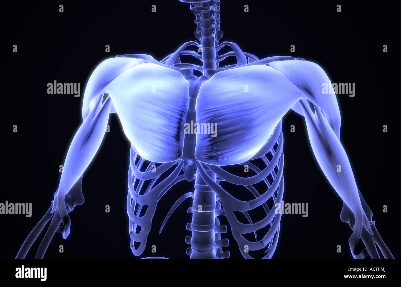Human chest muscles illustration hi-res stock photography and images ...