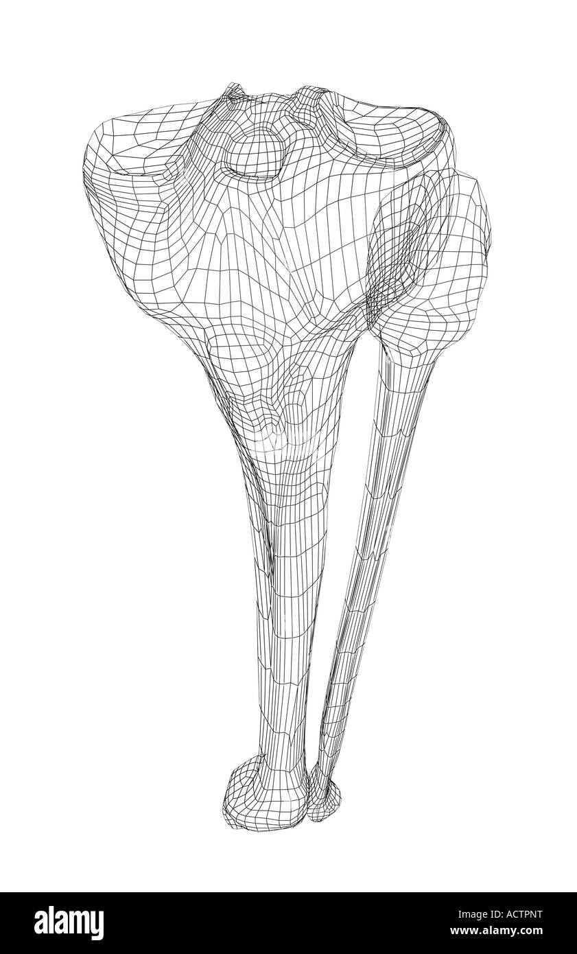 Lower leg bones Black and White Stock Photos & Images - Alamy