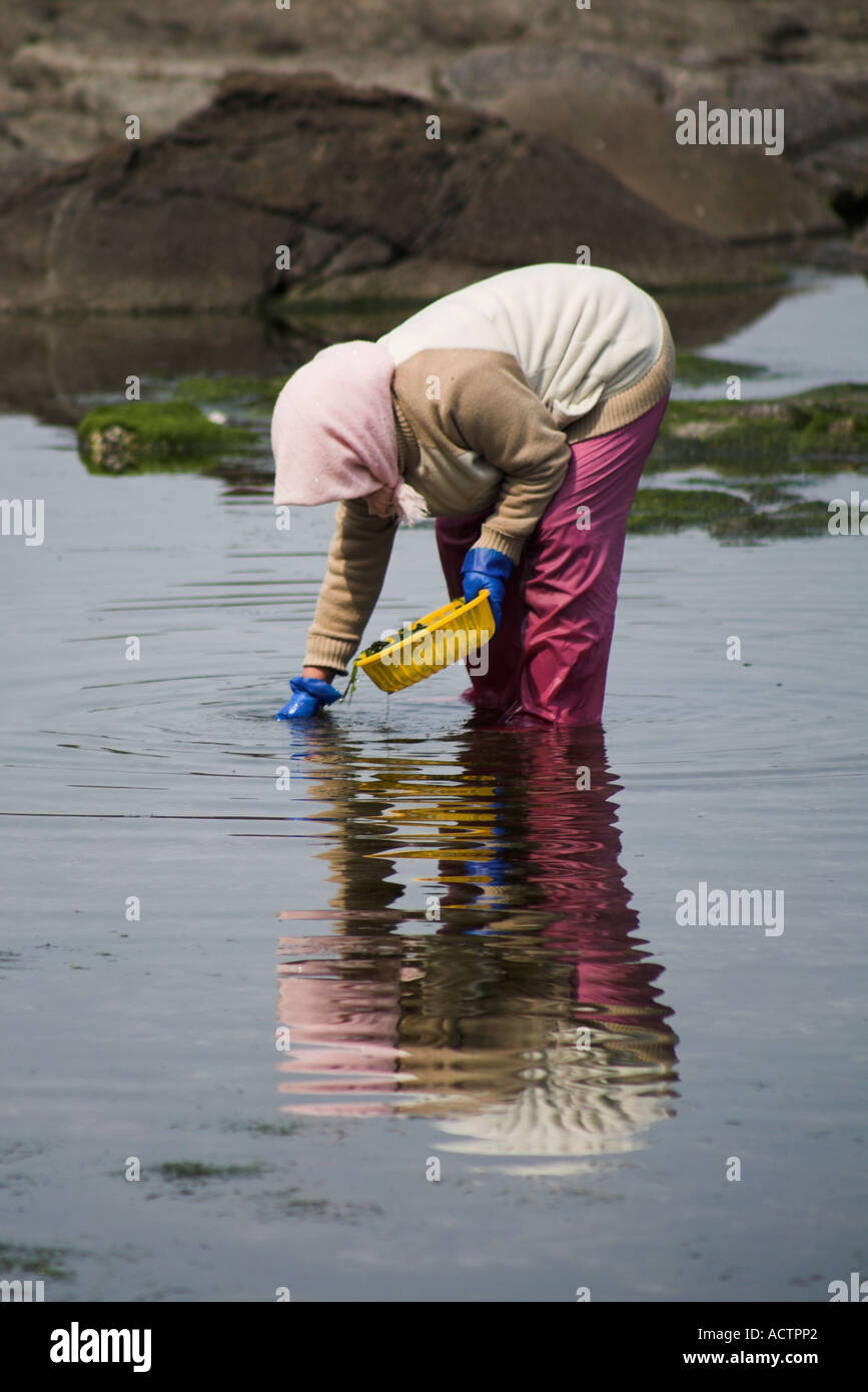 sea of japan fukaura coastline beach old japanese men and women collect ...