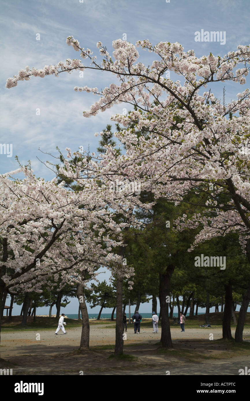 Cherry trees flowering in japan cherry blossom hanami Stock Photo - Alamy