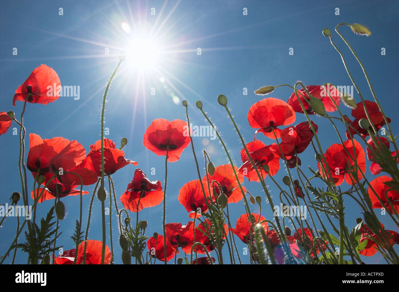 Poppies from below blue hi-res stock photography and images - Alamy