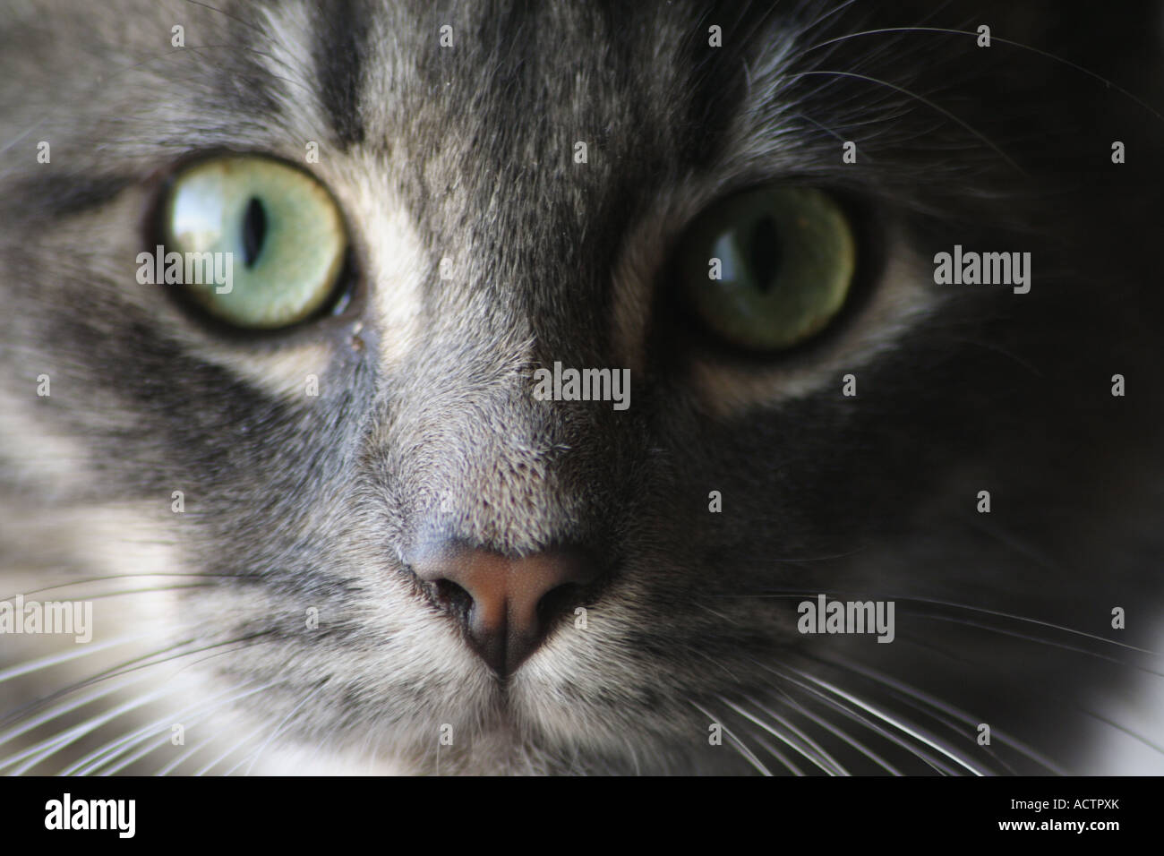 A close up of a house cats face looking directly into the camera Stock ...