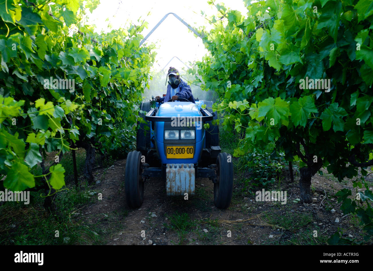 Israel Northern Negev man on tractor spraying insecticide on the vines ...