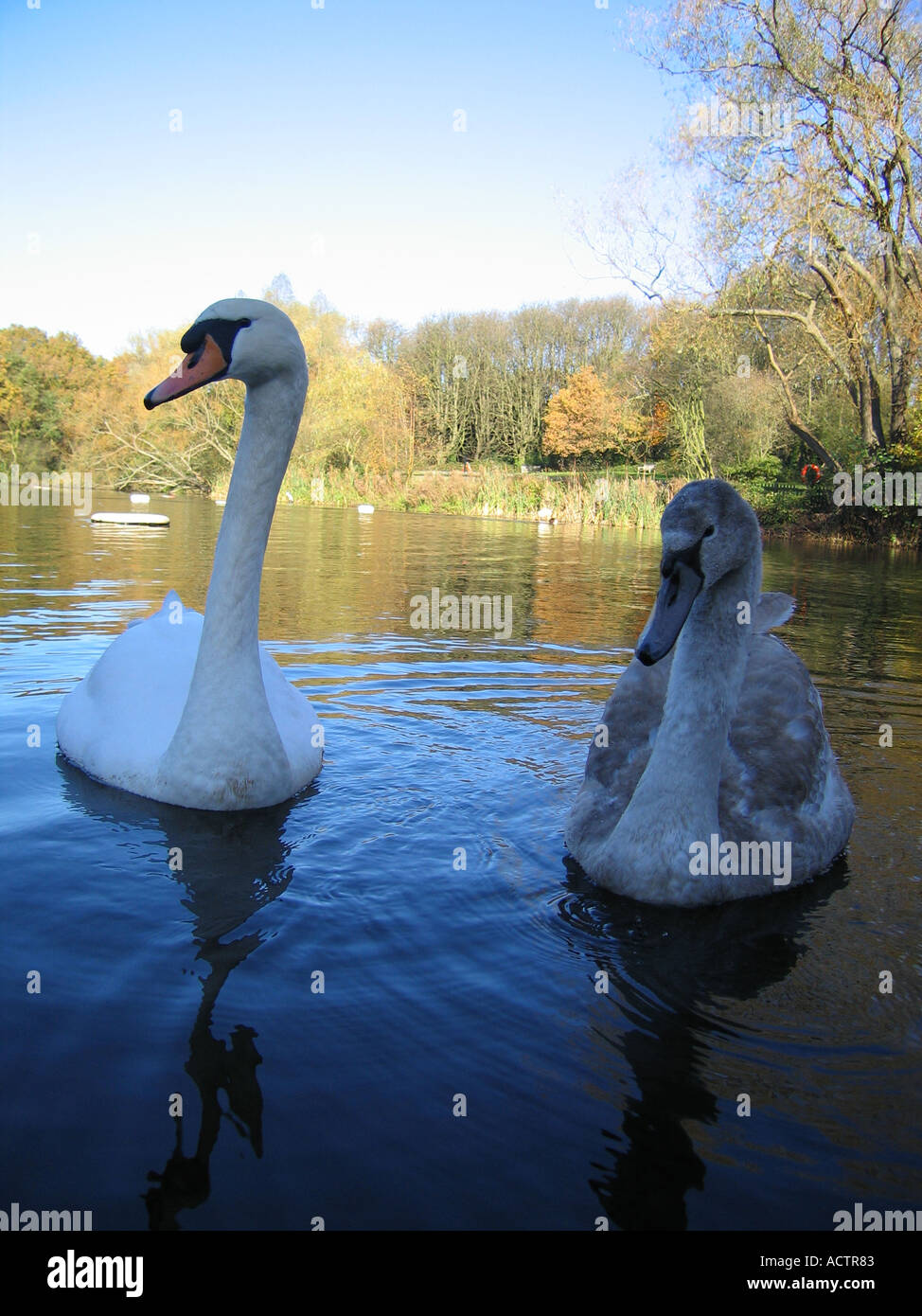 Family of swans swimming on Kenwood Ladies Pond on Hampstead Heath ...