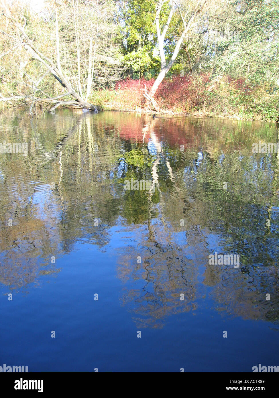 Hampstead heath ladies pond hi-res stock photography and images - Alamy